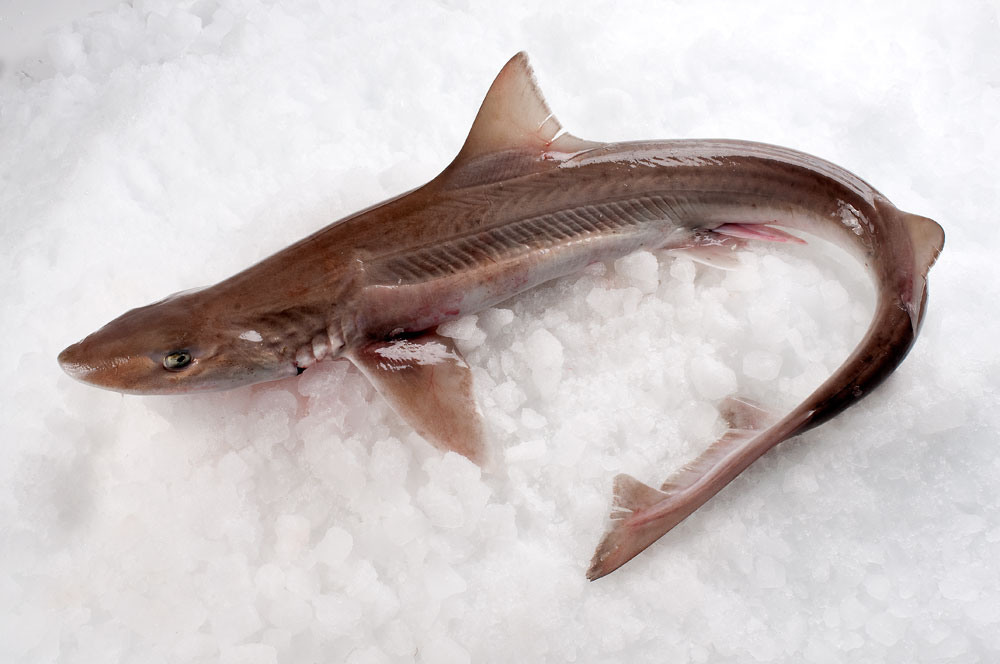 Cazón - Pescaderias Charo. Pescadería y Marisquería en Alcazar de San ...